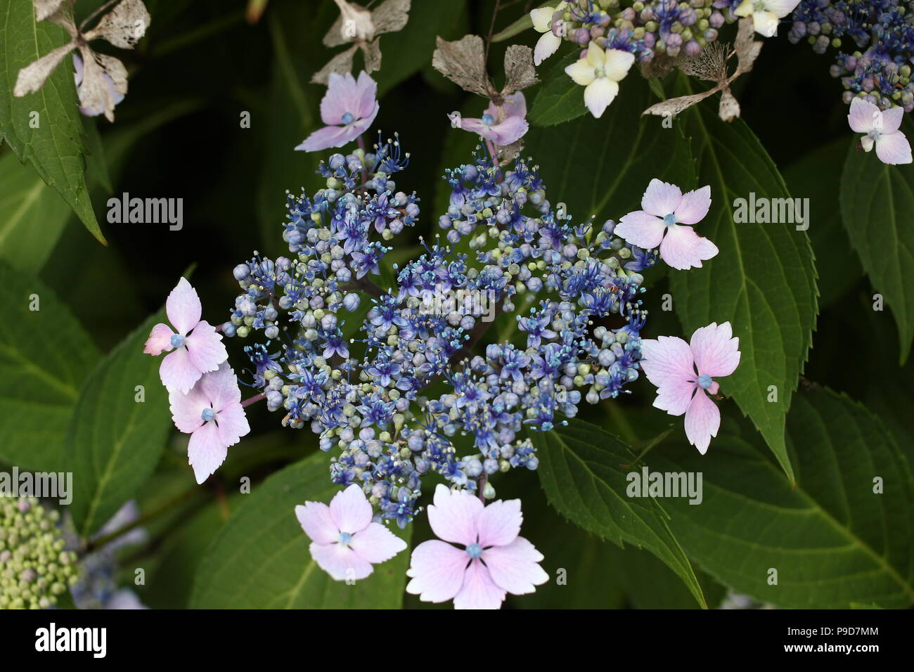 Heaven scent plant hi-res stock photography and images - Alamy