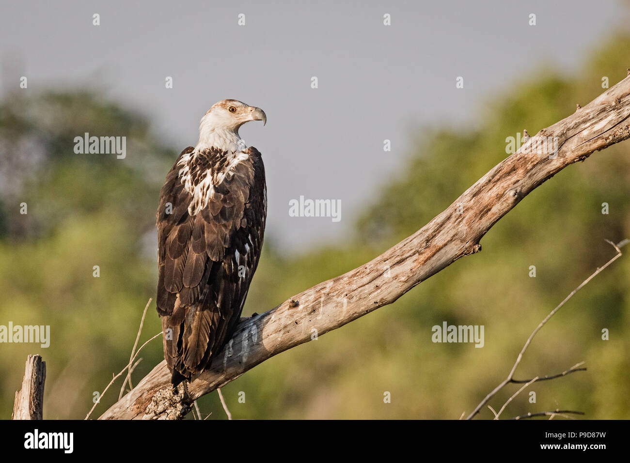 African Fish Eagle