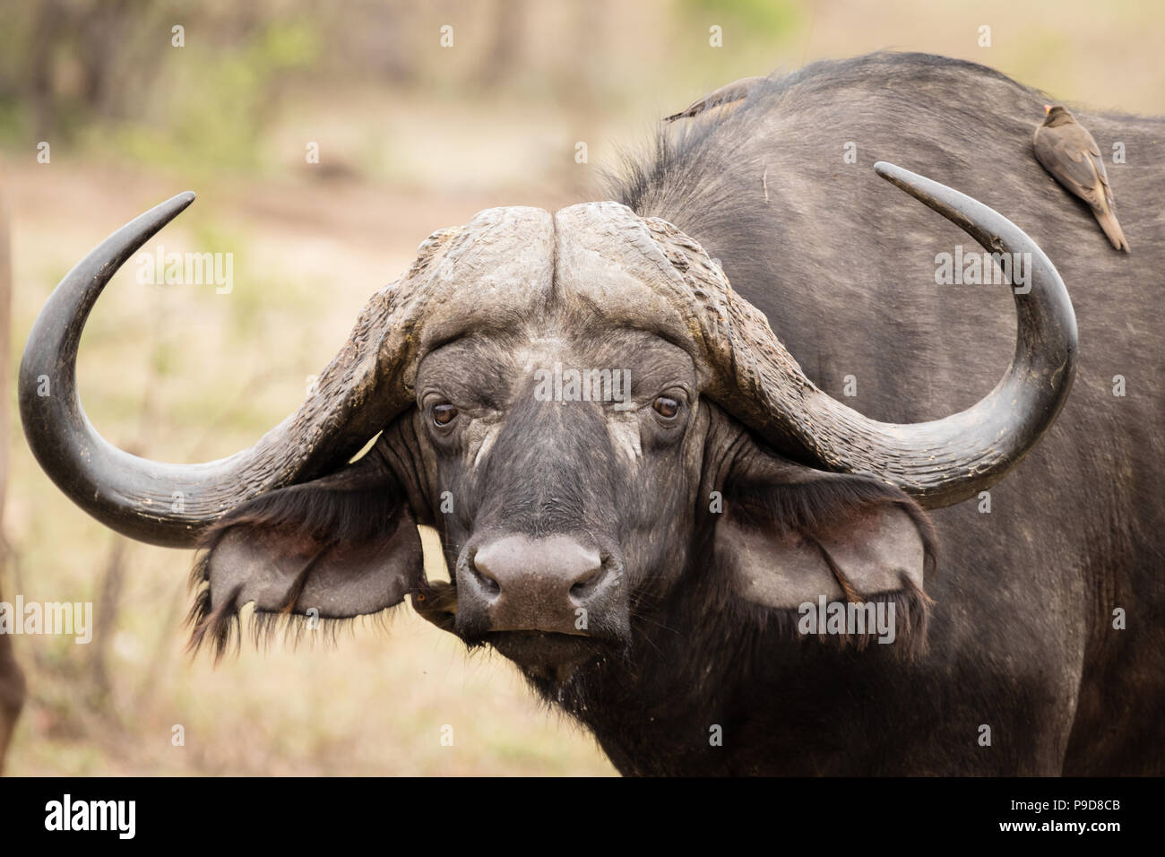 African buffalo trophy hi-res stock photography and images - Alamy