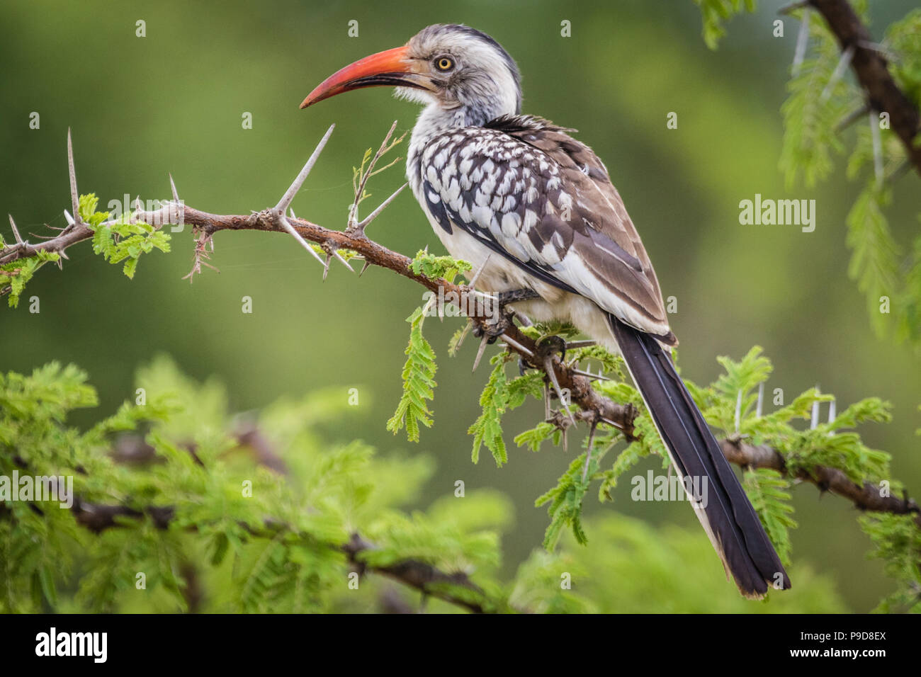 Southern red billed hornbill tockus rufirostris hi-res stock ...