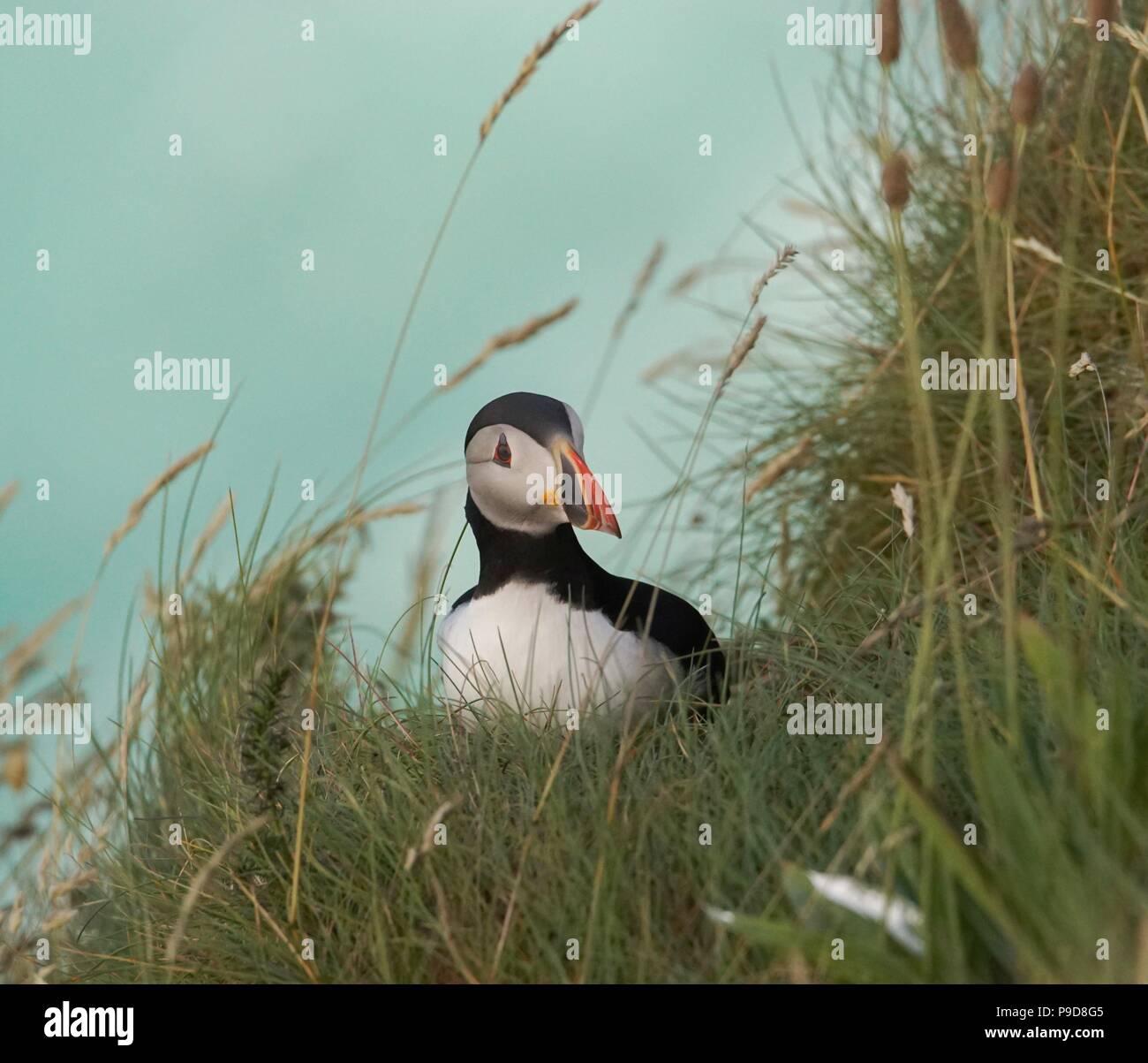 Puffin cute hi-res stock photography and images - Alamy