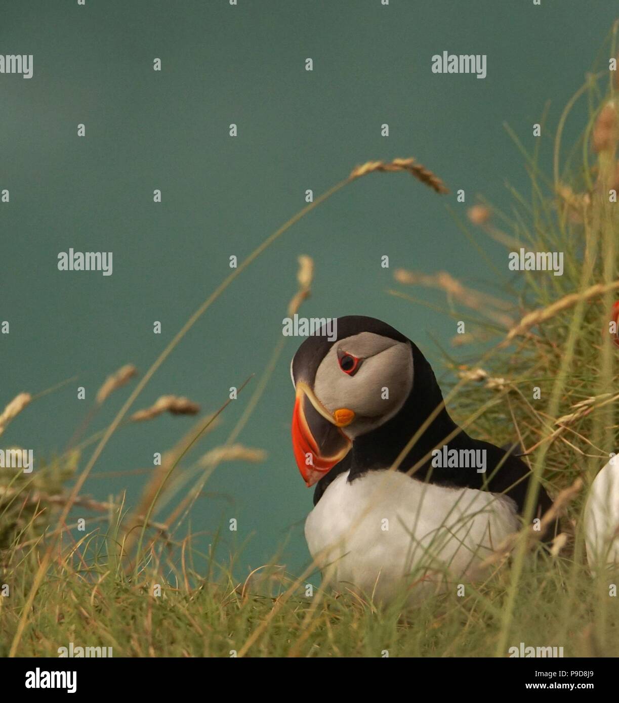 Flying atlantic puffin northern hi-res stock photography and images - Alamy