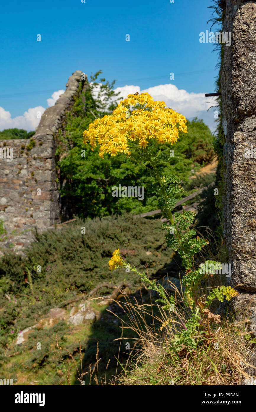 Minions Bodmin Moor Cornwall England July 12, 2018 The remains of the ...