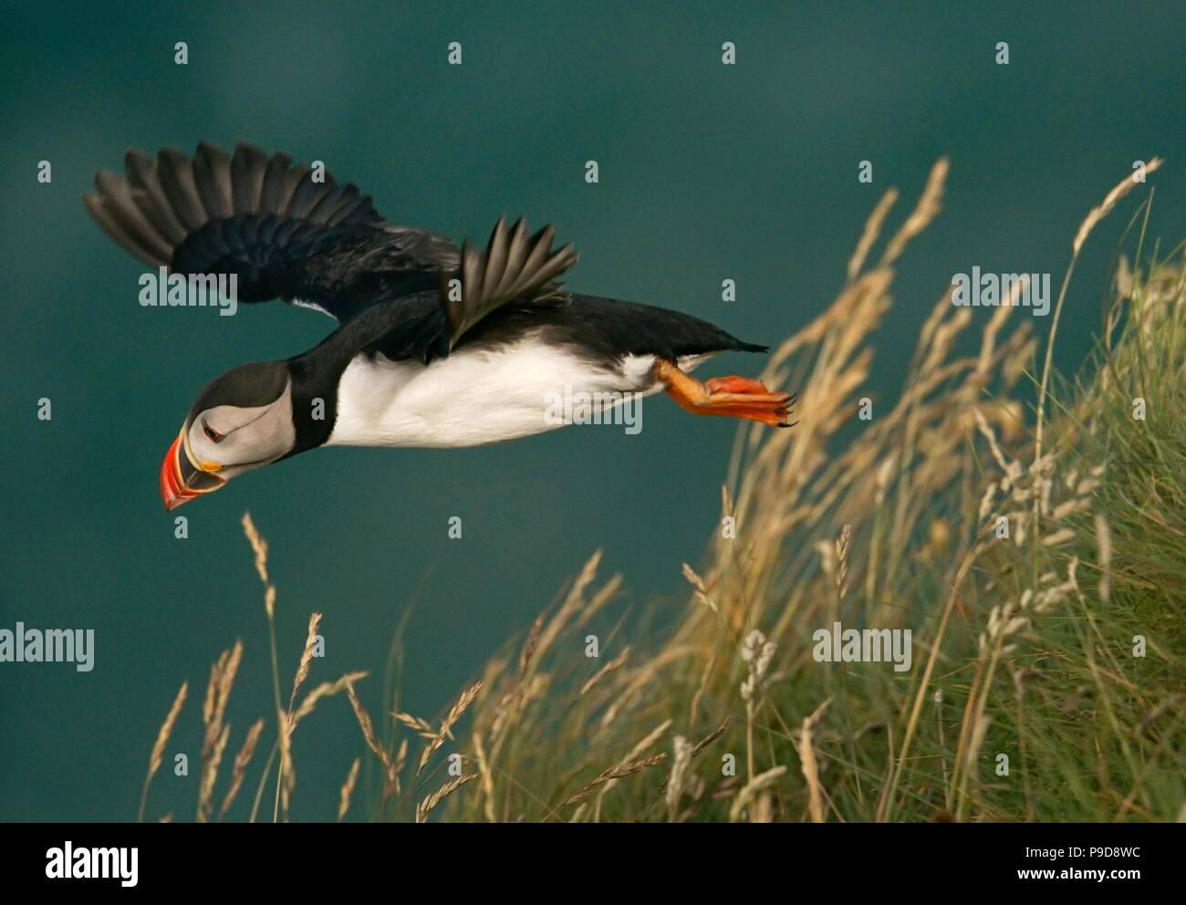 Rathlin Island Bird High Resolution Stock Photography and Images - Alamy