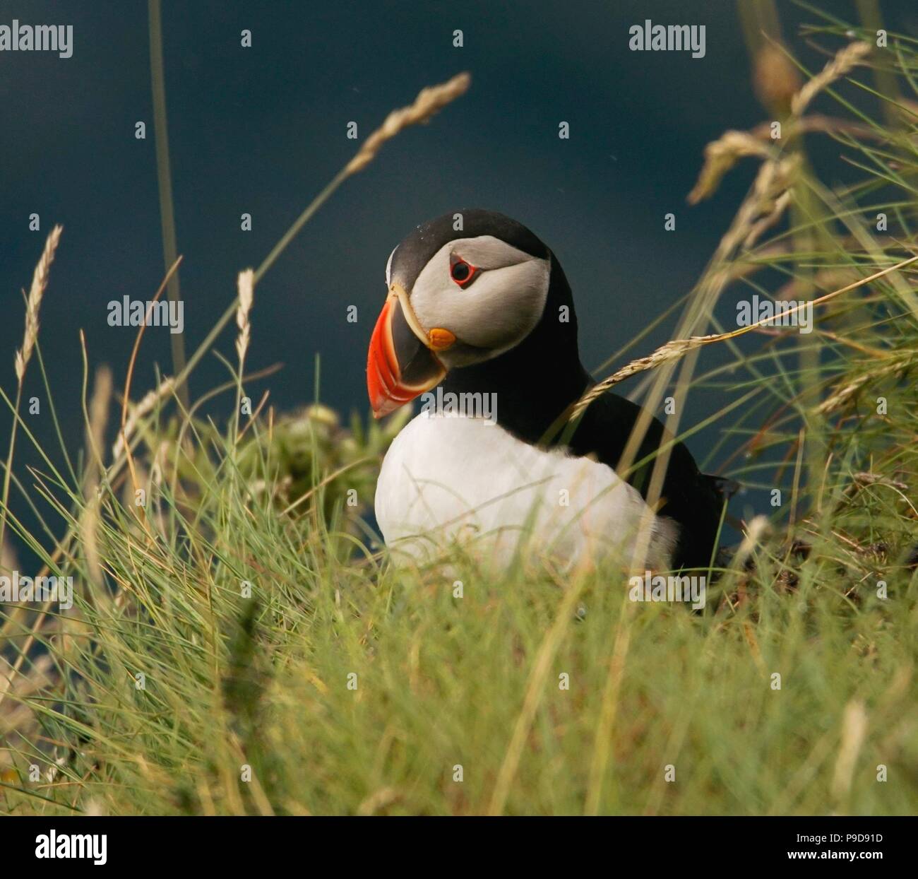 Puffin ireland hi-res stock photography and images - Alamy