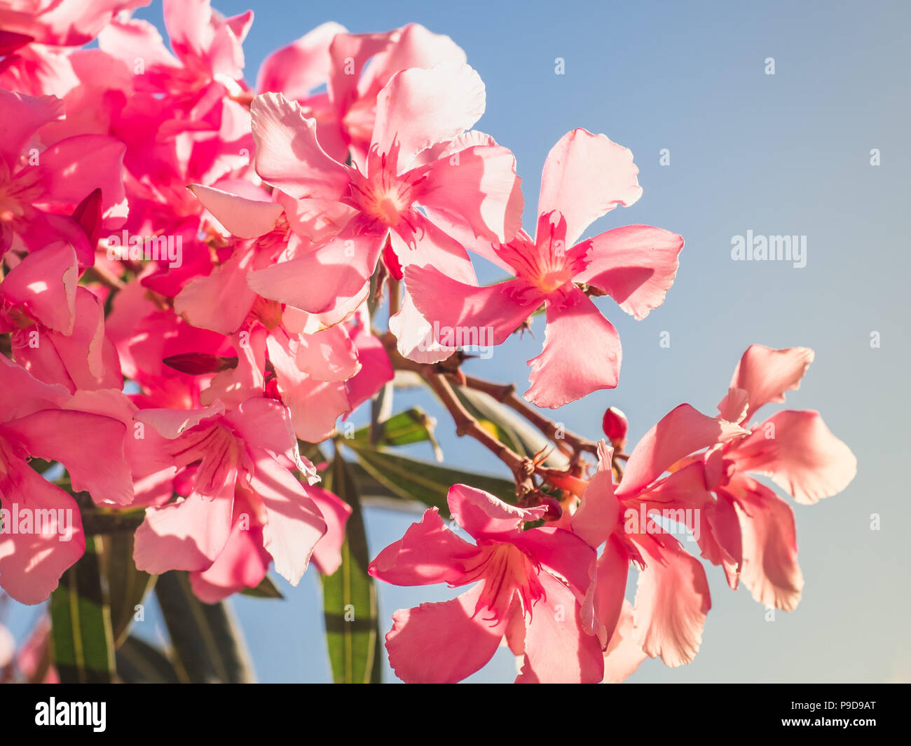 Beautiful pink flowers on the background the blue sky in a clear, sunny ...