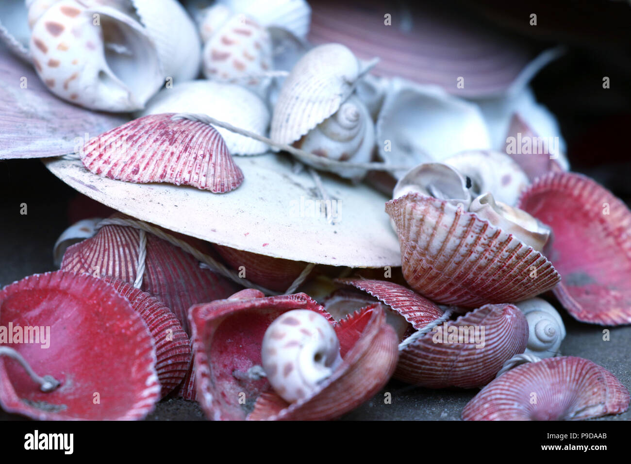 Clam shell string hi-res stock photography and images - Alamy