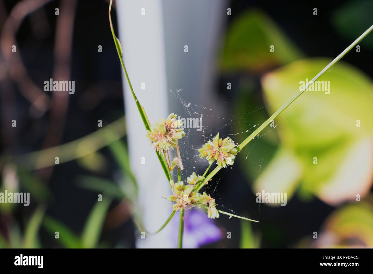 Cinematic color flower hi-res stock photography and images - Alamy