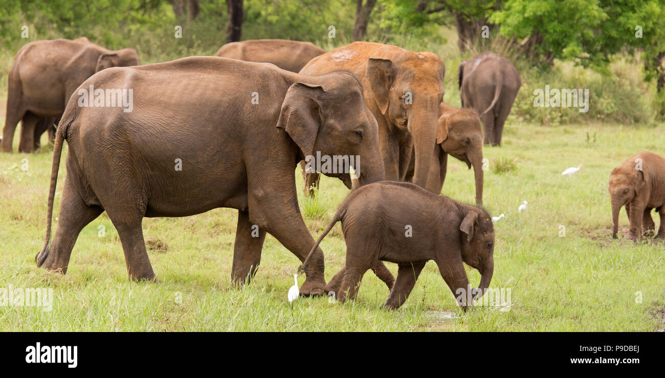 Asian elephant herd walking hi-res stock photography and images - Alamy