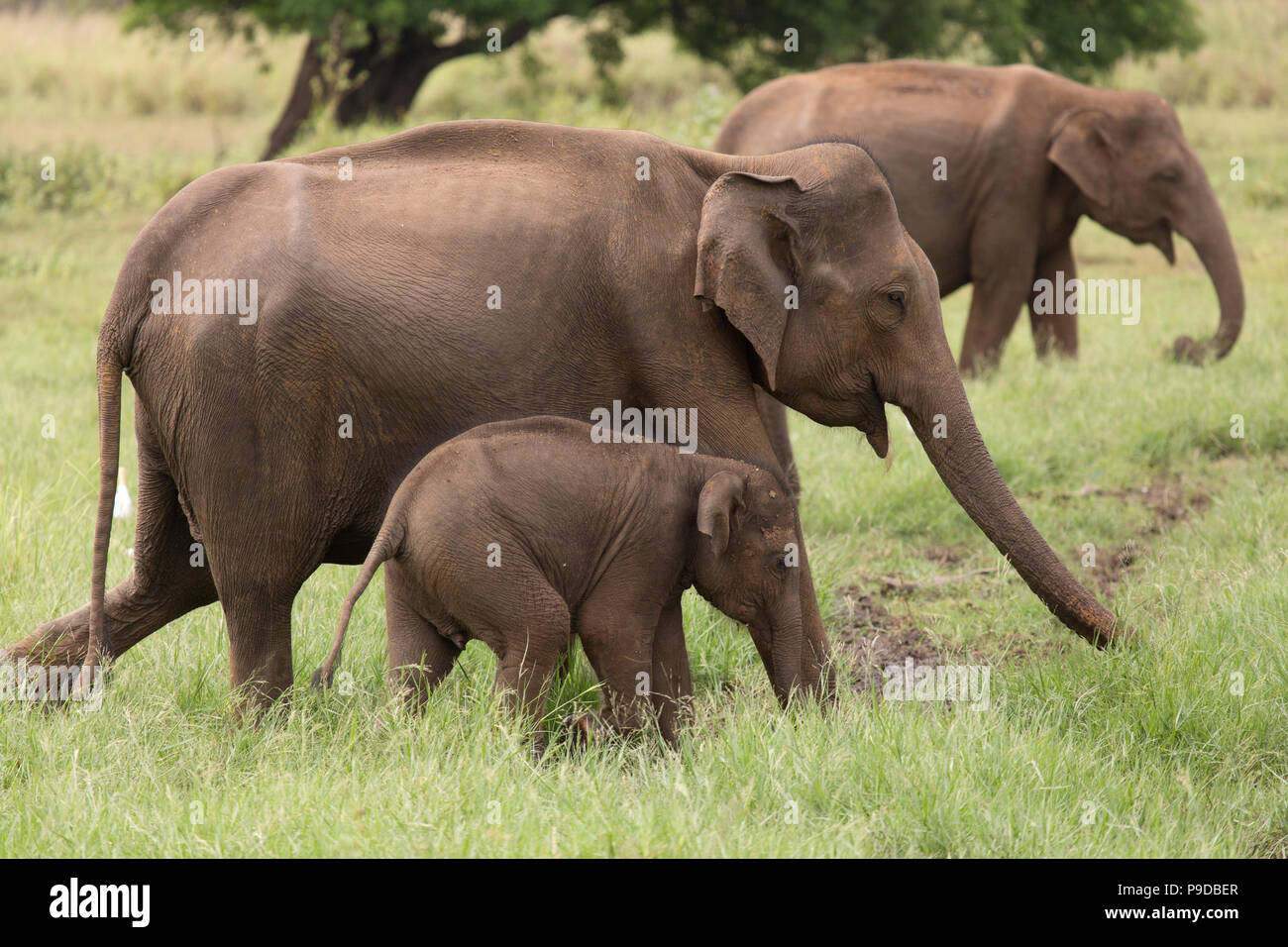 A herd of elephants moves towards the reservoir at Minneriya National ...