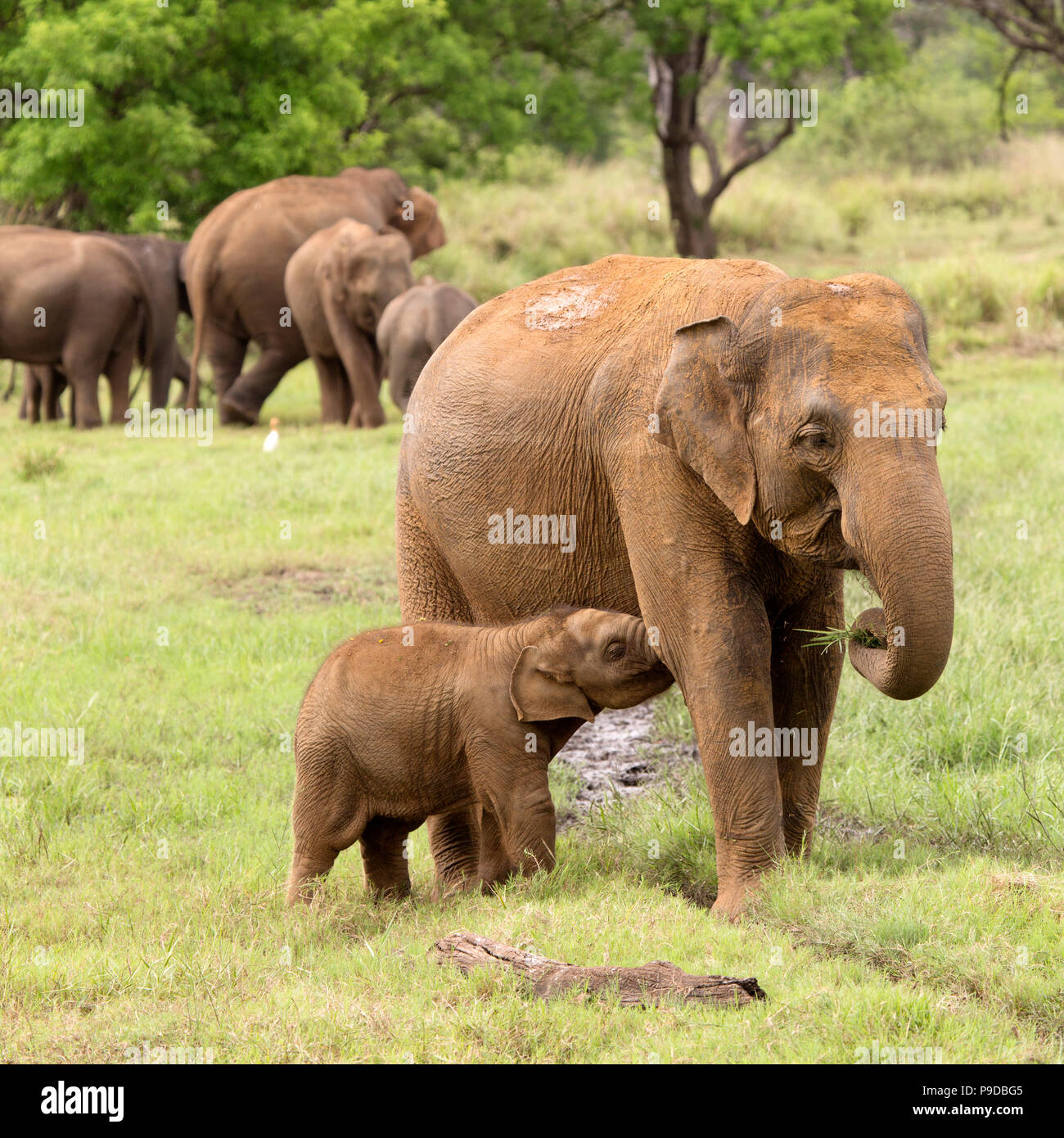 Child feeding elephant hi-res stock photography and images - Alamy