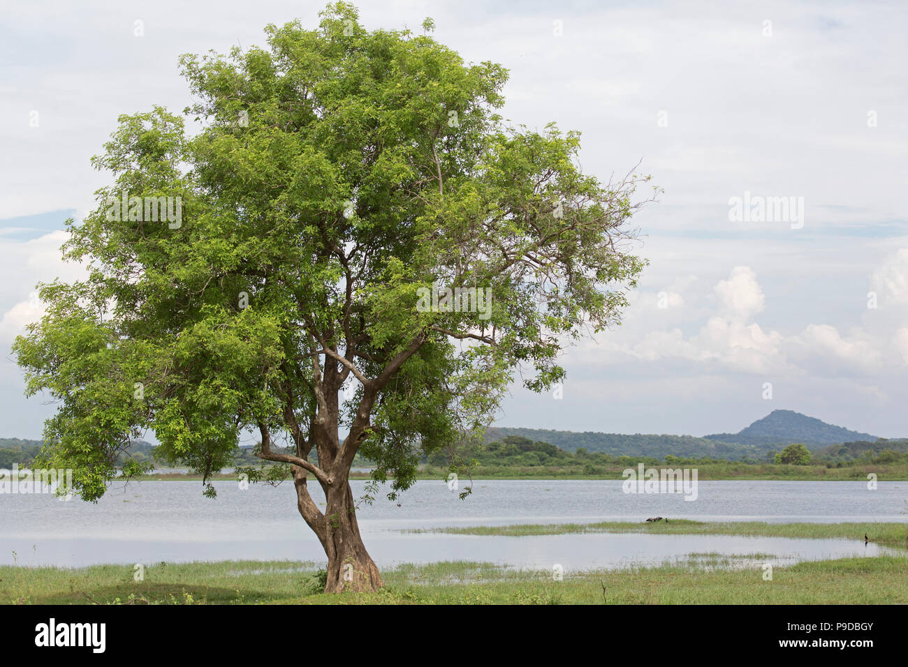 Tree by the reservoir in Minneriya National Park in Sri Lanka Stock ...