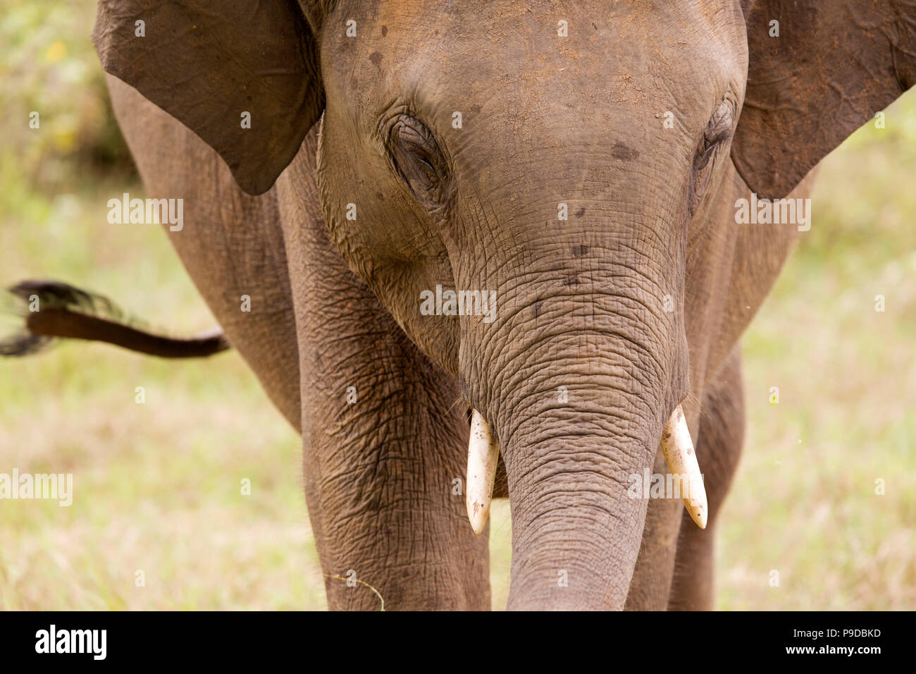 Face of a male elephant (Elephas maximus in Minneriya National Park in ...