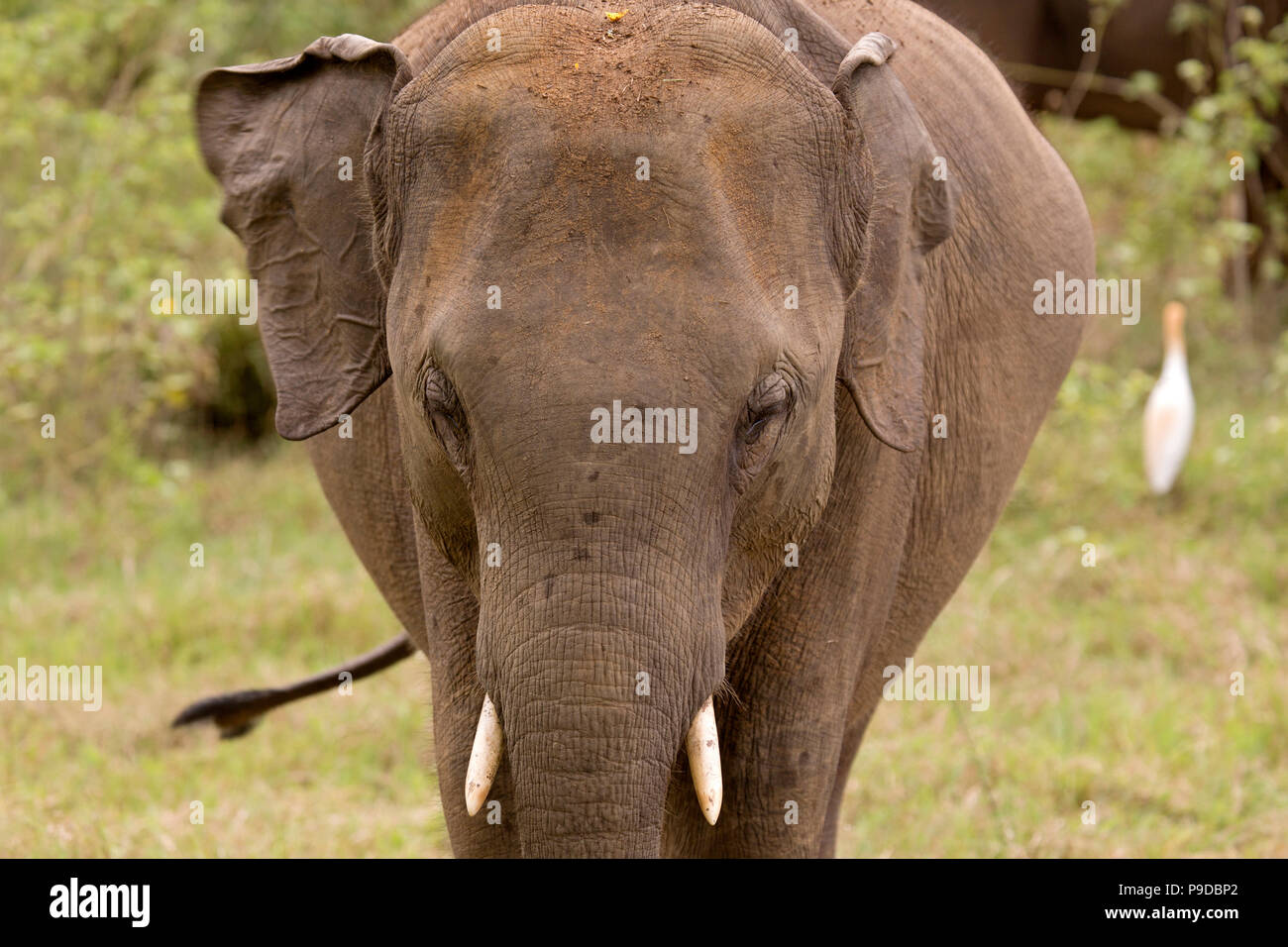 Face of a male elephant (Elephas maximus in Minneriya National Park in ...