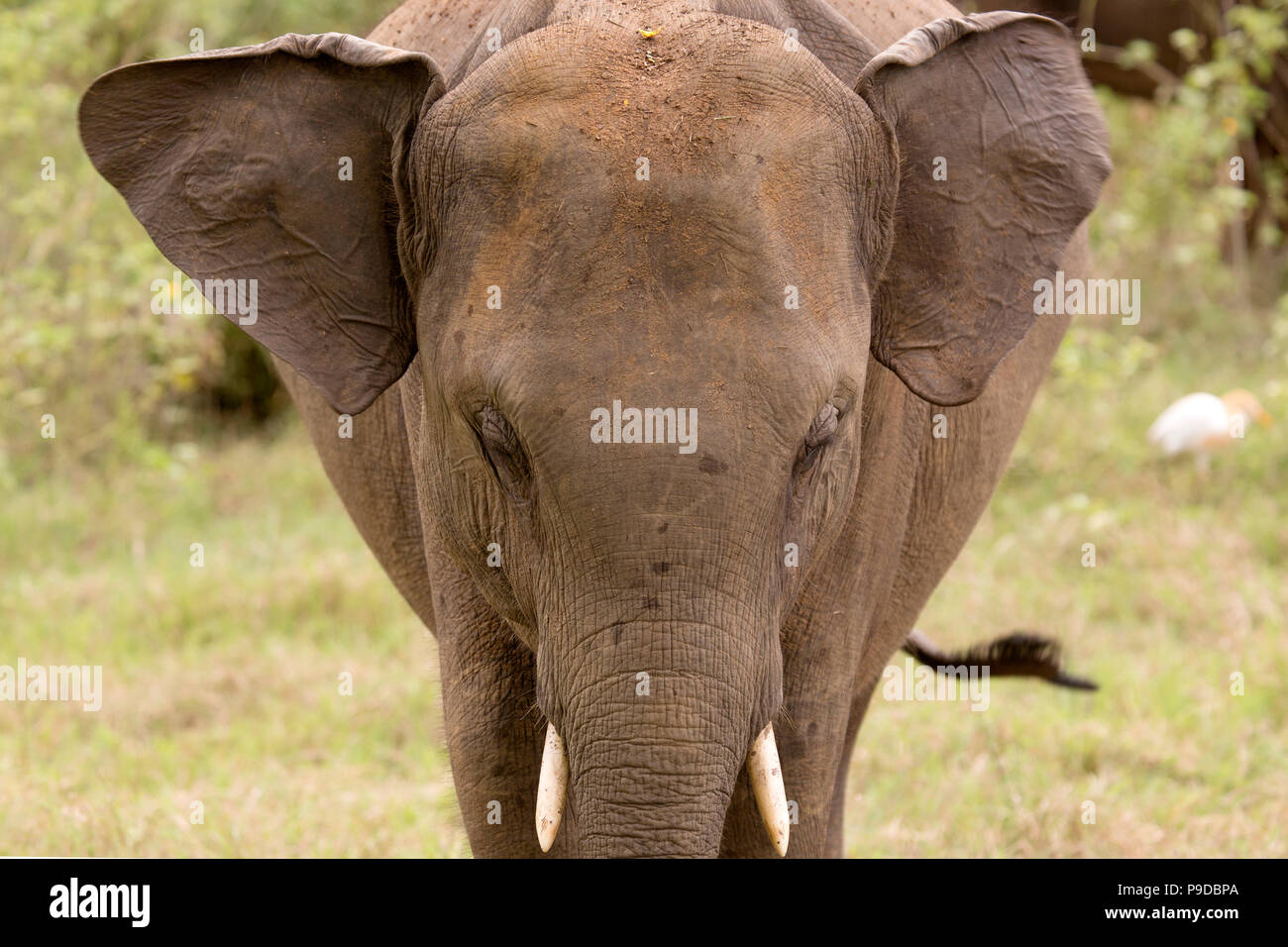 Face of a male elephant (Elephas maximus in Minneriya National Park in ...