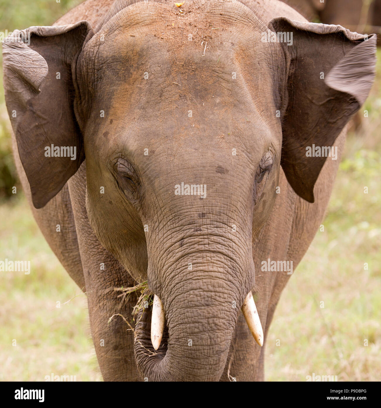 Face of a male elephant (Elephas maximus in Minneriya National Park in ...