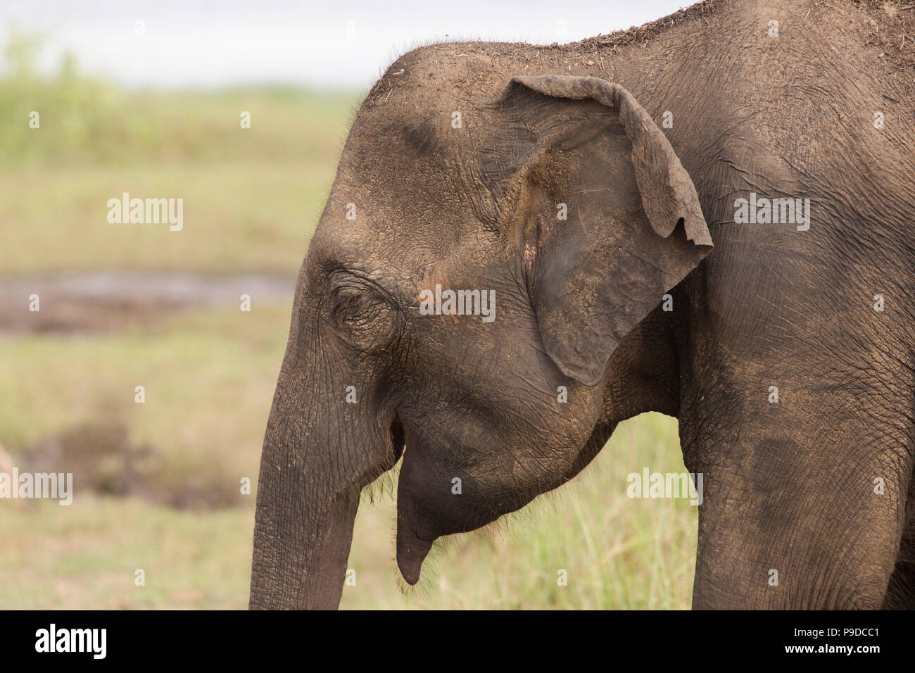 Face of an elephant hi-res stock photography and images - Alamy