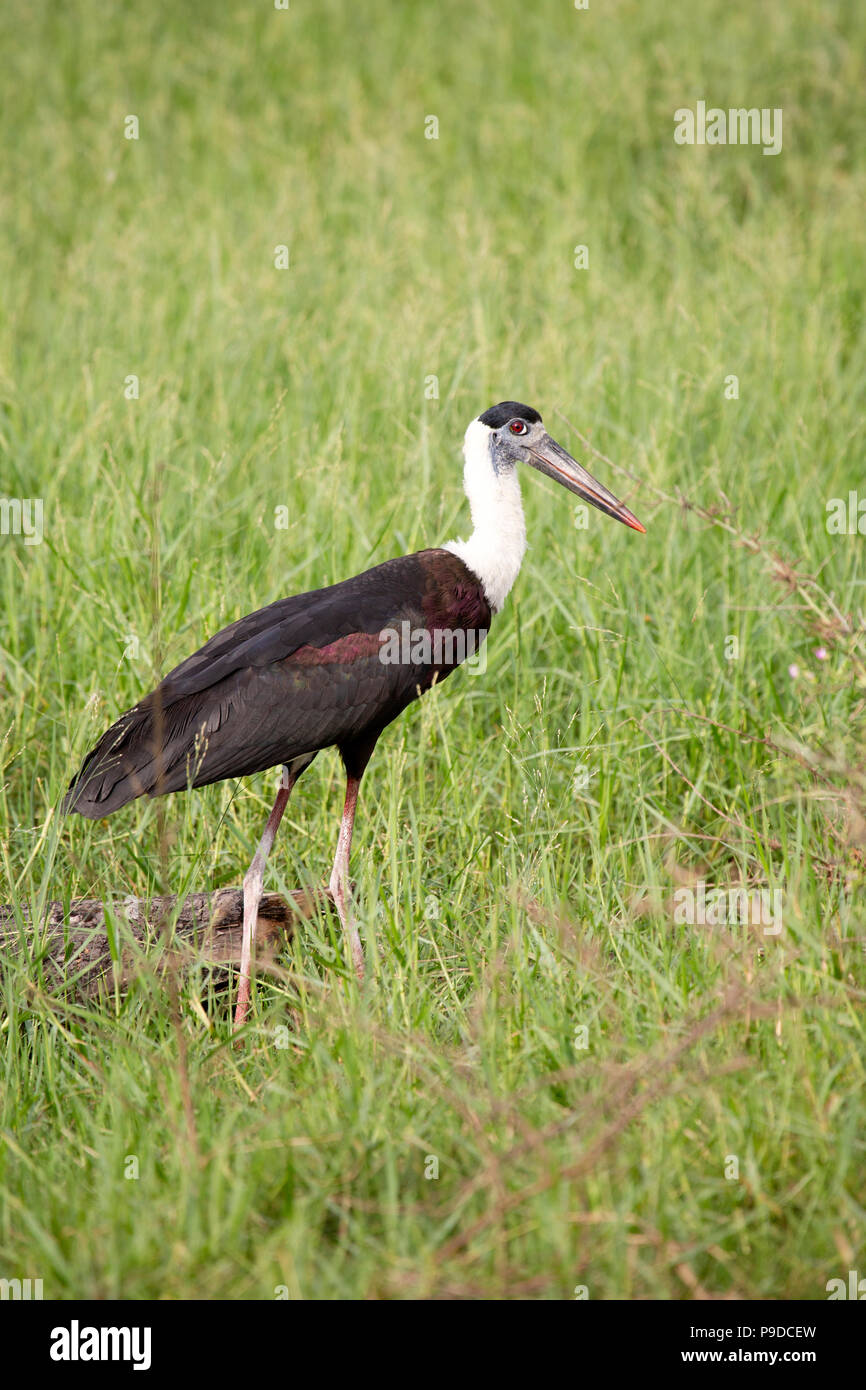 A whitenecked stork (Ciconia episcopus), also known as the woolly ...