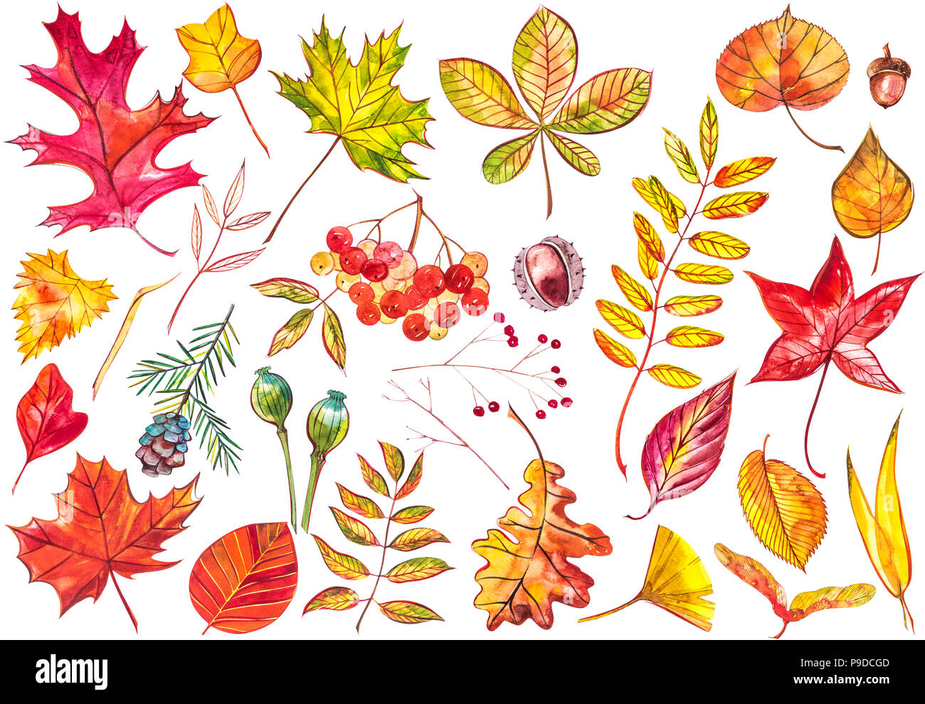 Collection beautiful colorful autumn leaves isolated on white ...