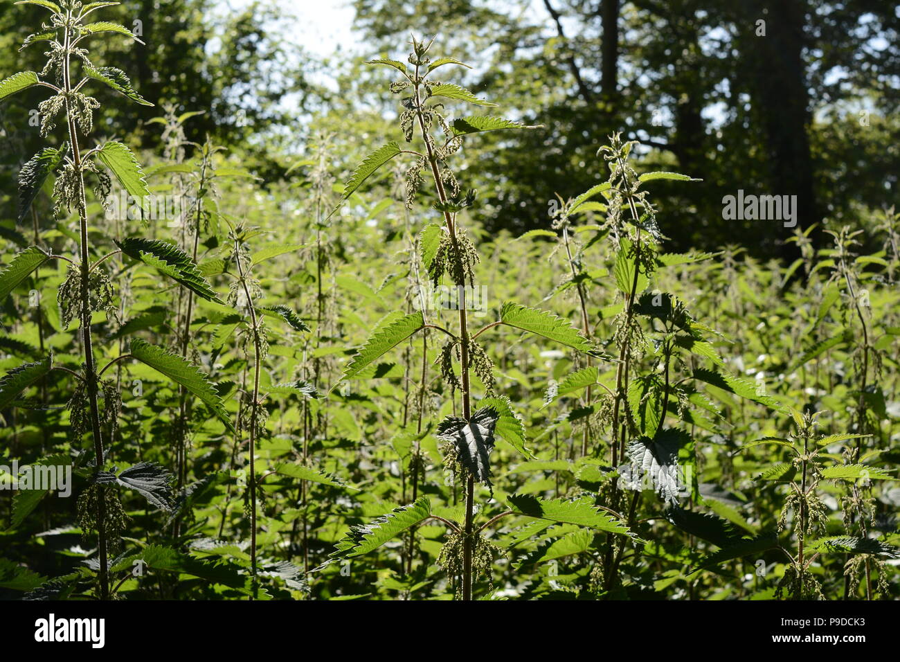 Nettles in english countryside hi-res stock photography and images - Alamy