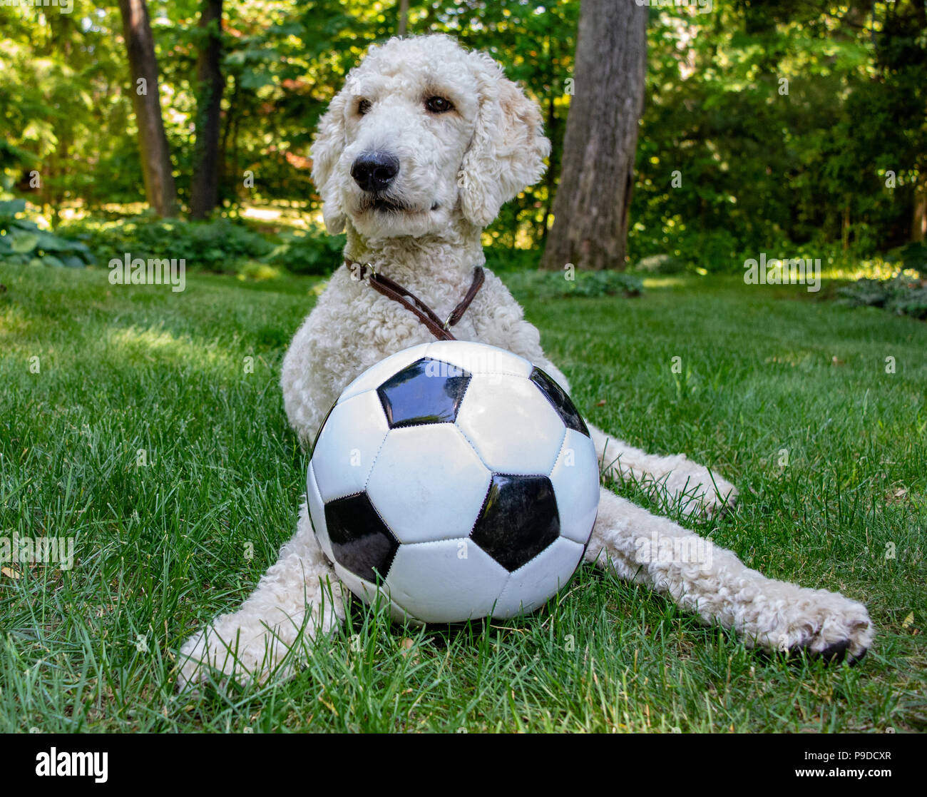 White Standard Poodle with soccer ball on lawn Stock Photo - Alamy