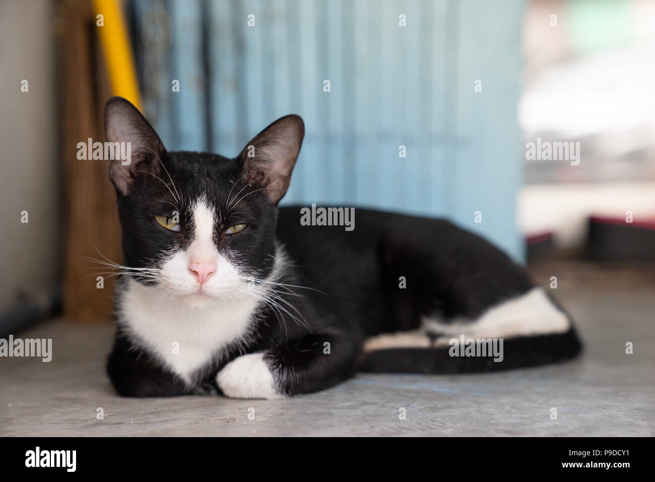 Black And White Cat Face