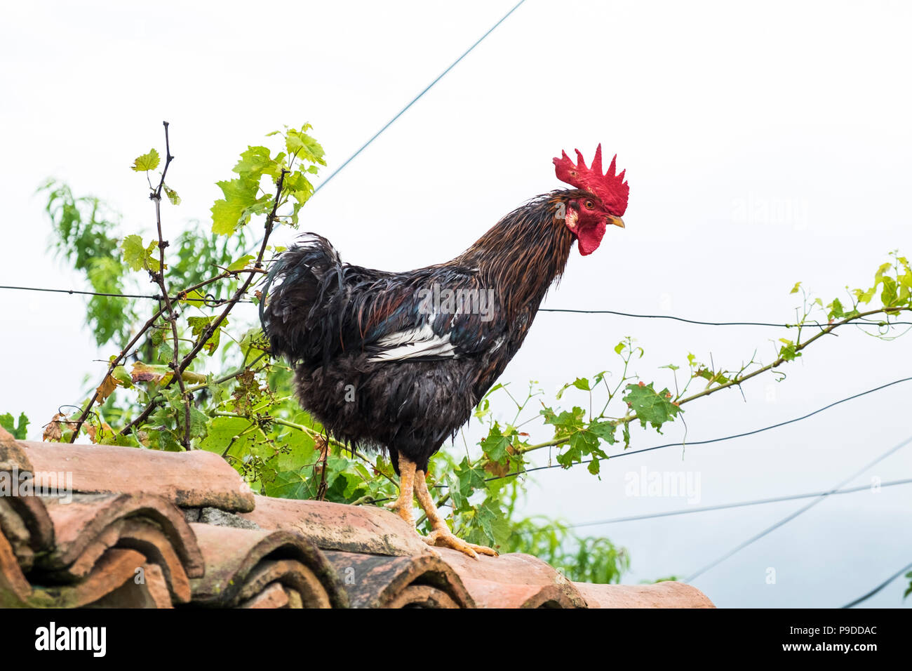 Albania, Berat, rooster Stock Photo - Alamy