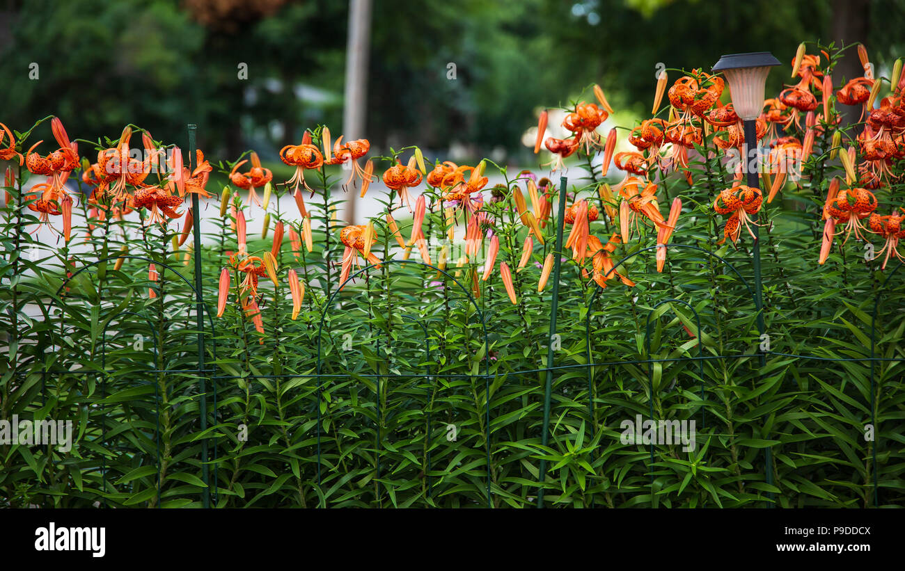 Tiger lily garden hi-res stock photography and images - Alamy