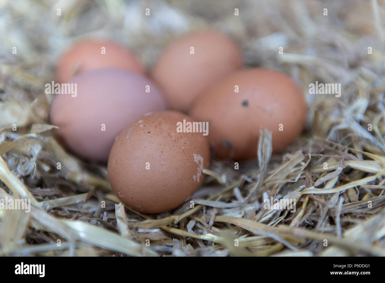 Free range egg farming hi-res stock photography and images - Alamy