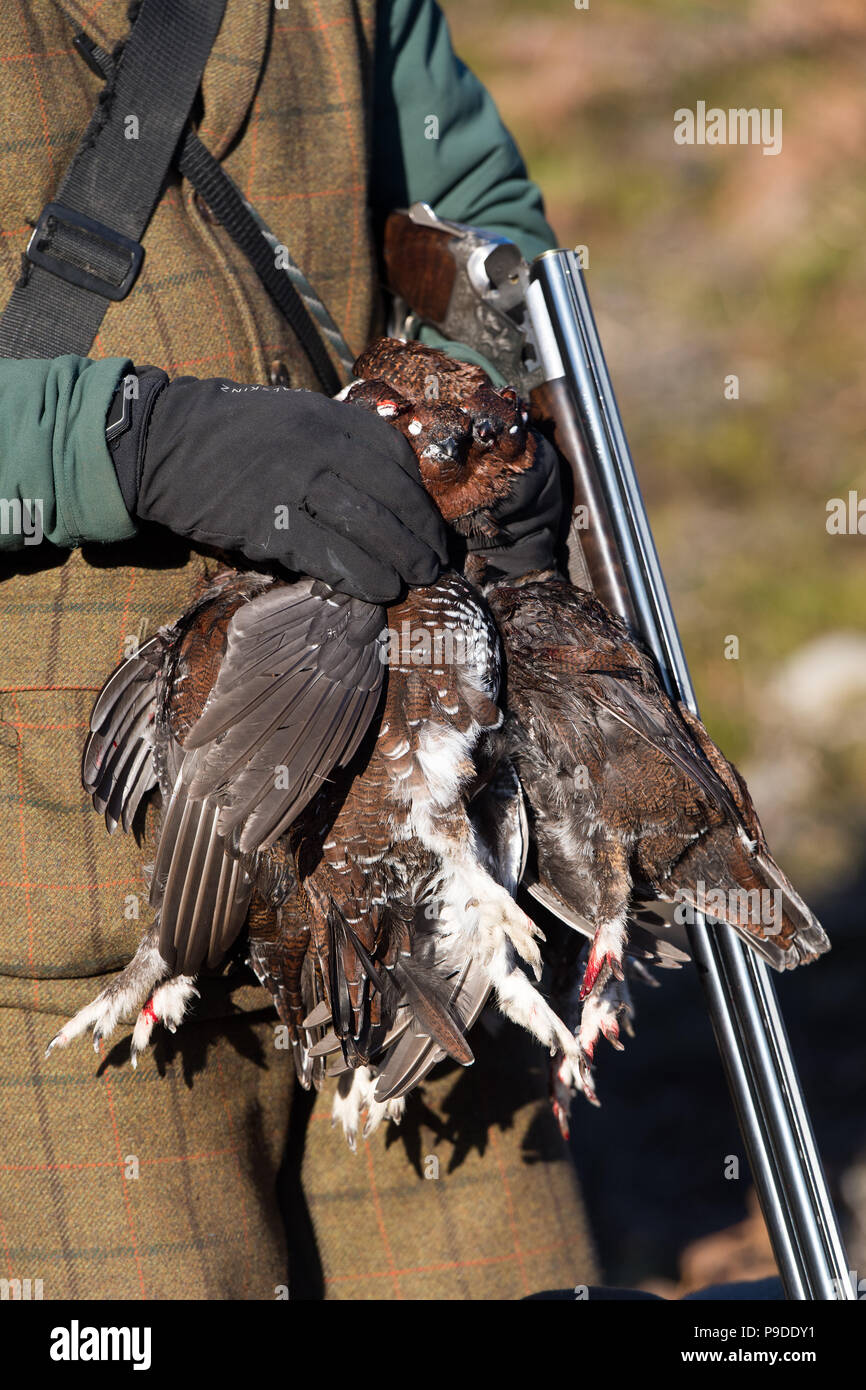 Grouse shooters hi-res stock photography and images - Alamy