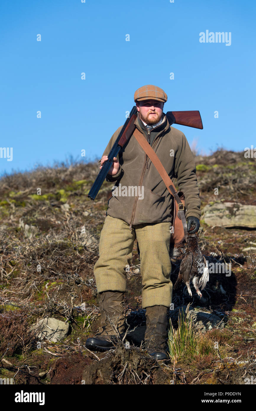 Shooting Red Grouse on an Estate in North Yorkshire, late in the season ...