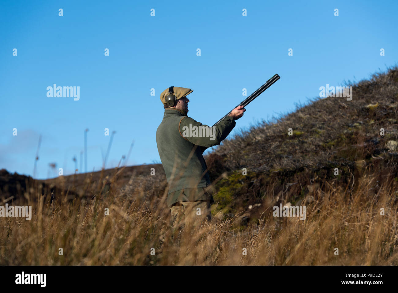 Shooting Red Grouse on an Estate in North Yorkshire, late in the season ...