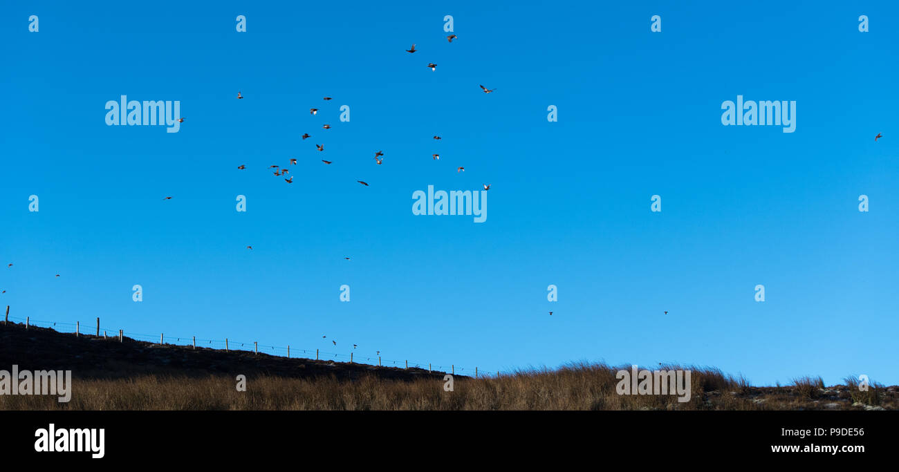 Shooting Red Grouse on an Estate in North Yorkshire, late in the season ...