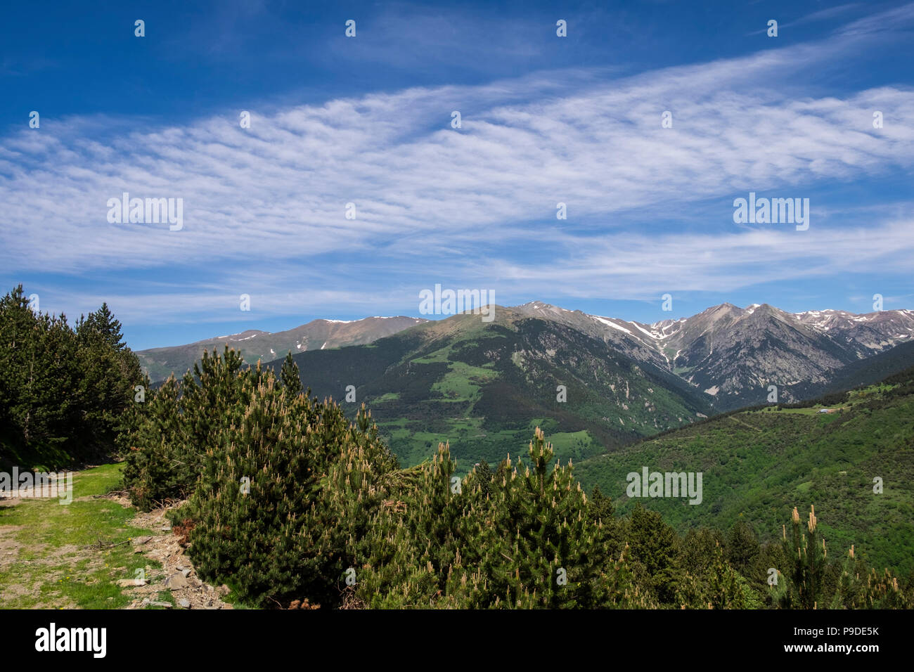 Pastures,pine trees and mountain ridges in the Catalonian Pyrenees ...