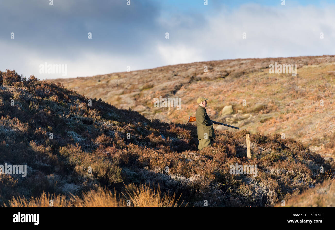 Driven grouse shooting hi-res stock photography and images - Alamy