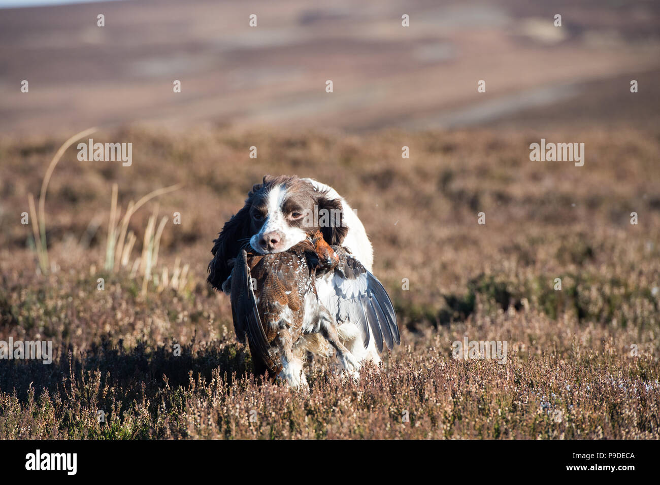 Working spaniel hi-res stock photography and images - Alamy