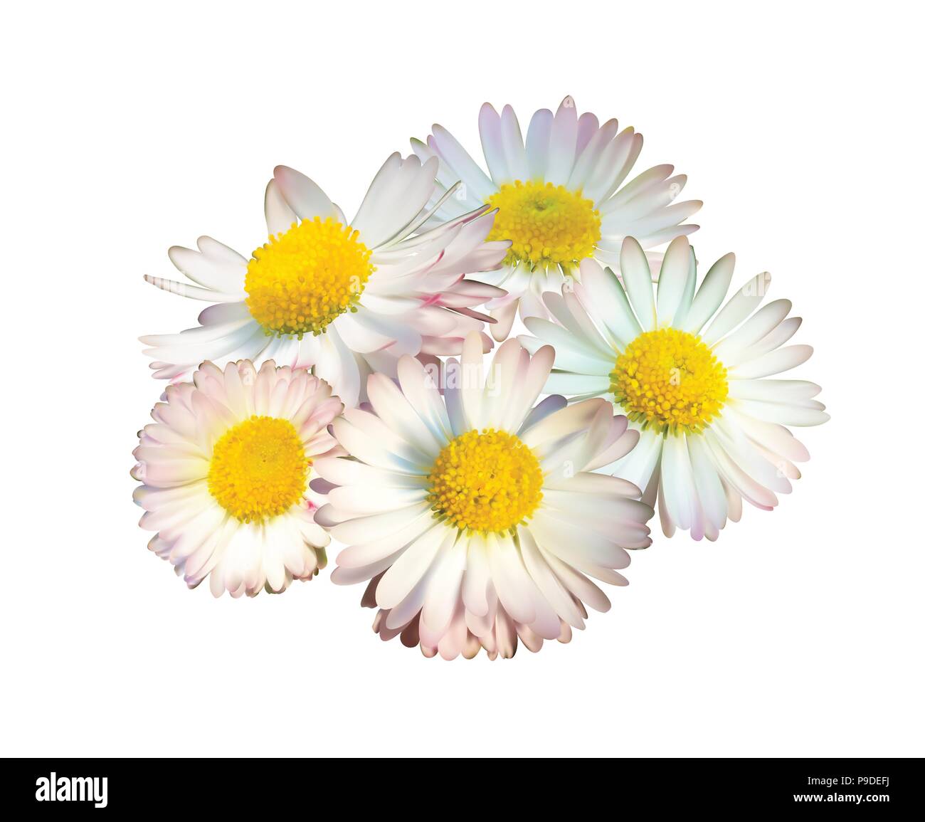 Daisy flowers isolated, vector illustration Stock Vector Image & Art ...