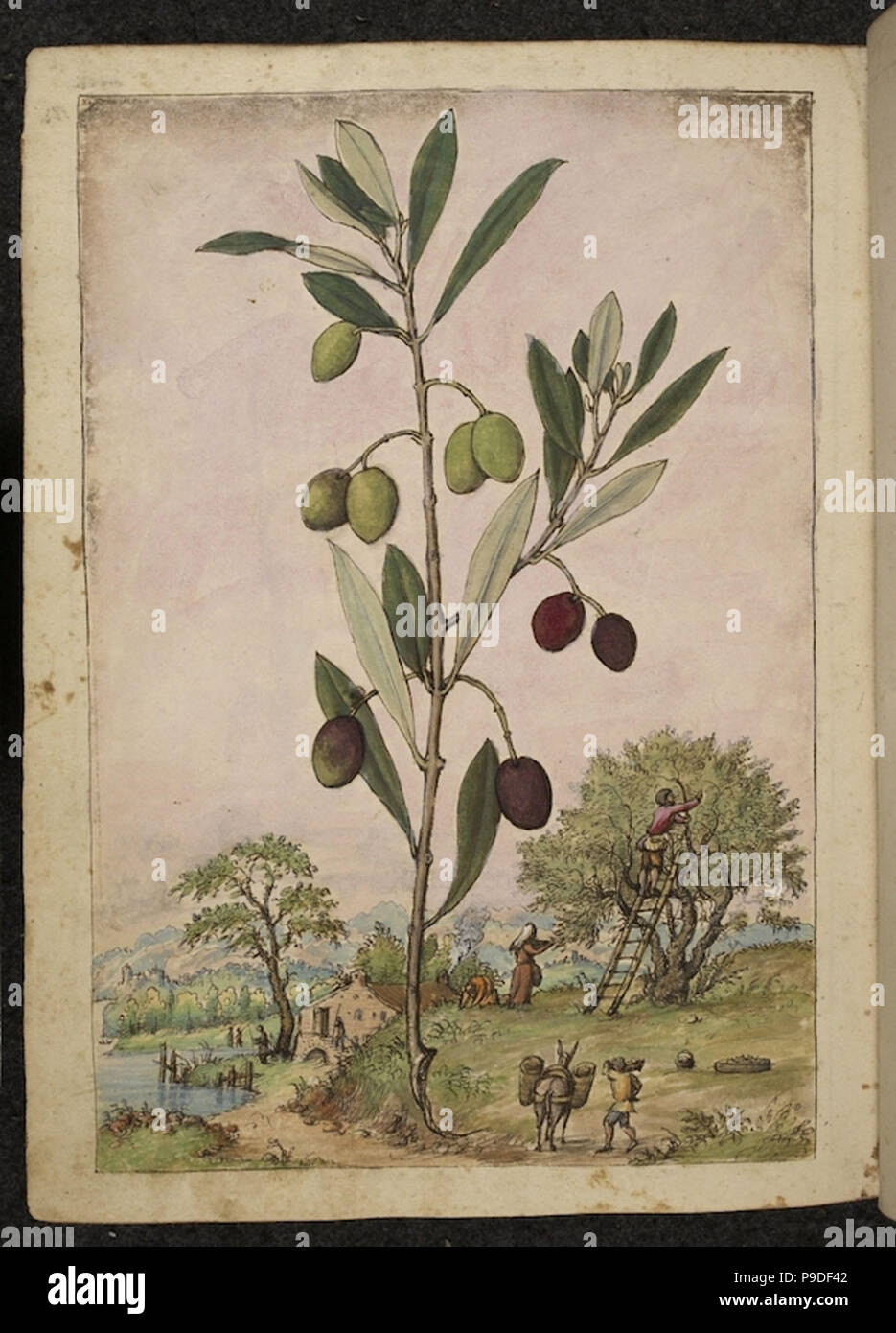 medieval plants and flora illustration Stock Photo - Alamy