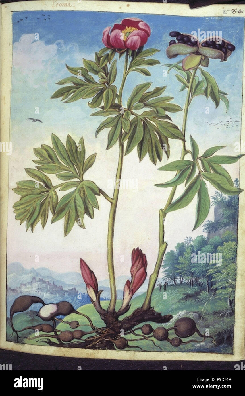 medieval plants and flora illustration Stock Photo - Alamy