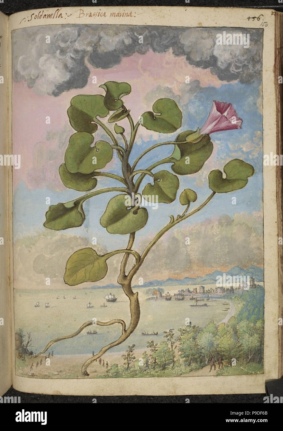 medieval plants and flora illustration Stock Photo - Alamy