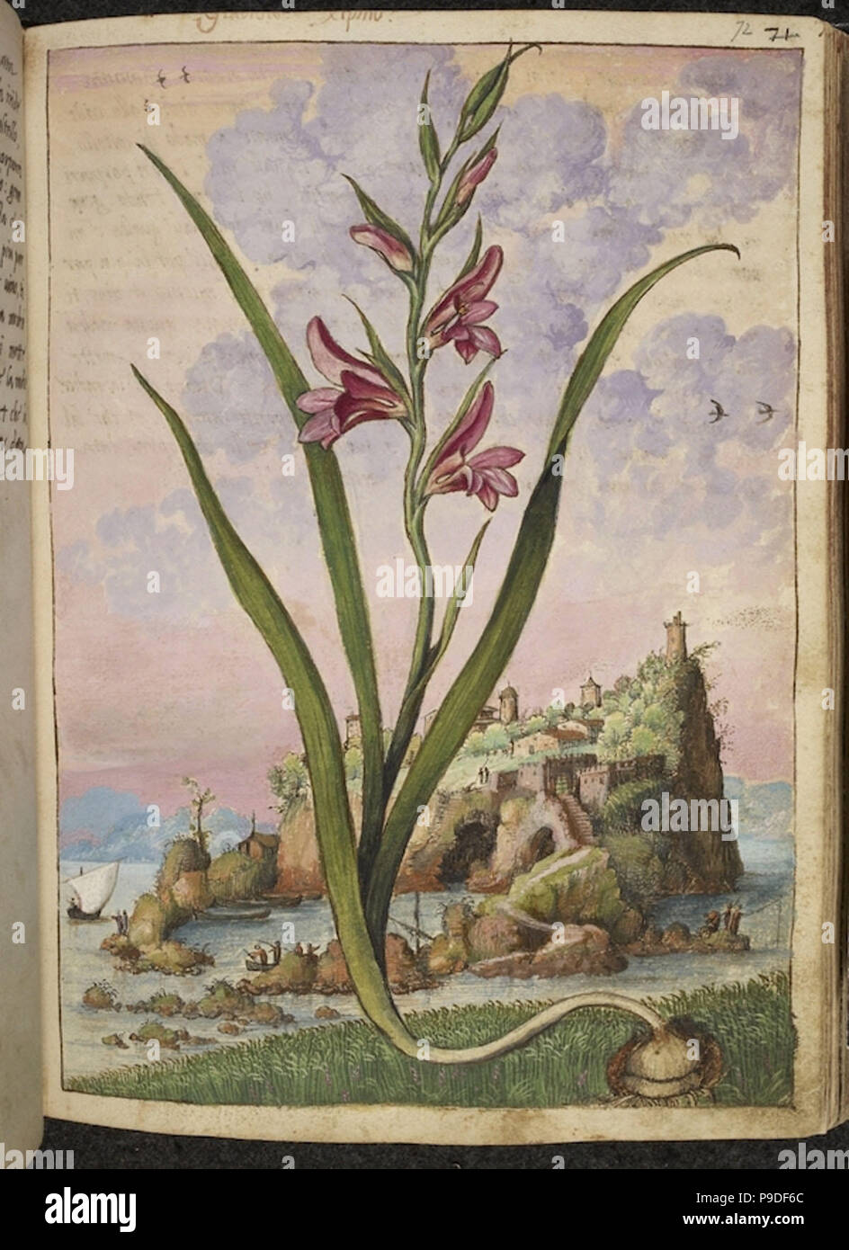 medieval plants and flora illustration Stock Photo - Alamy