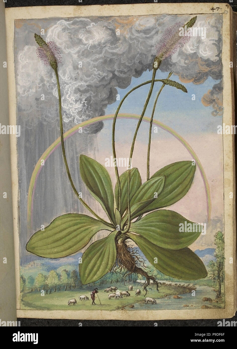 medieval plants and flora illustration Stock Photo - Alamy
