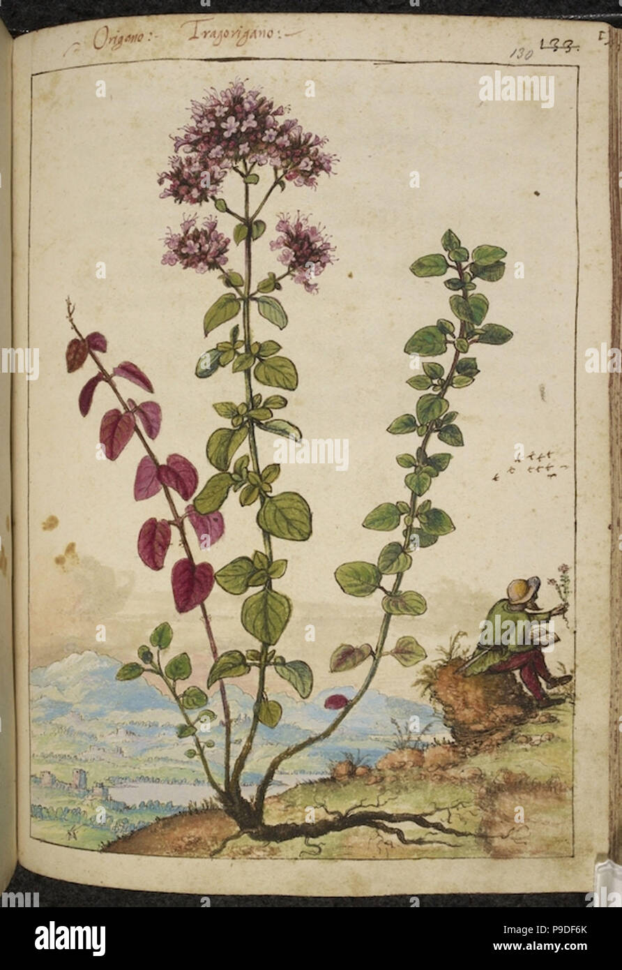 medieval plants and flora illustration Stock Photo - Alamy