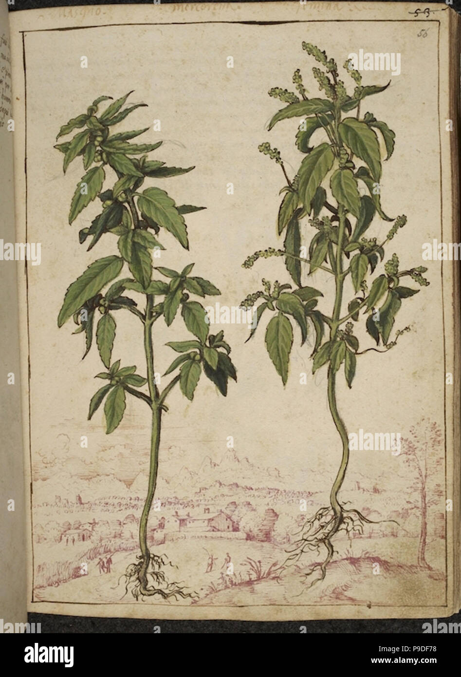 medieval plants and flora illustration Stock Photo - Alamy