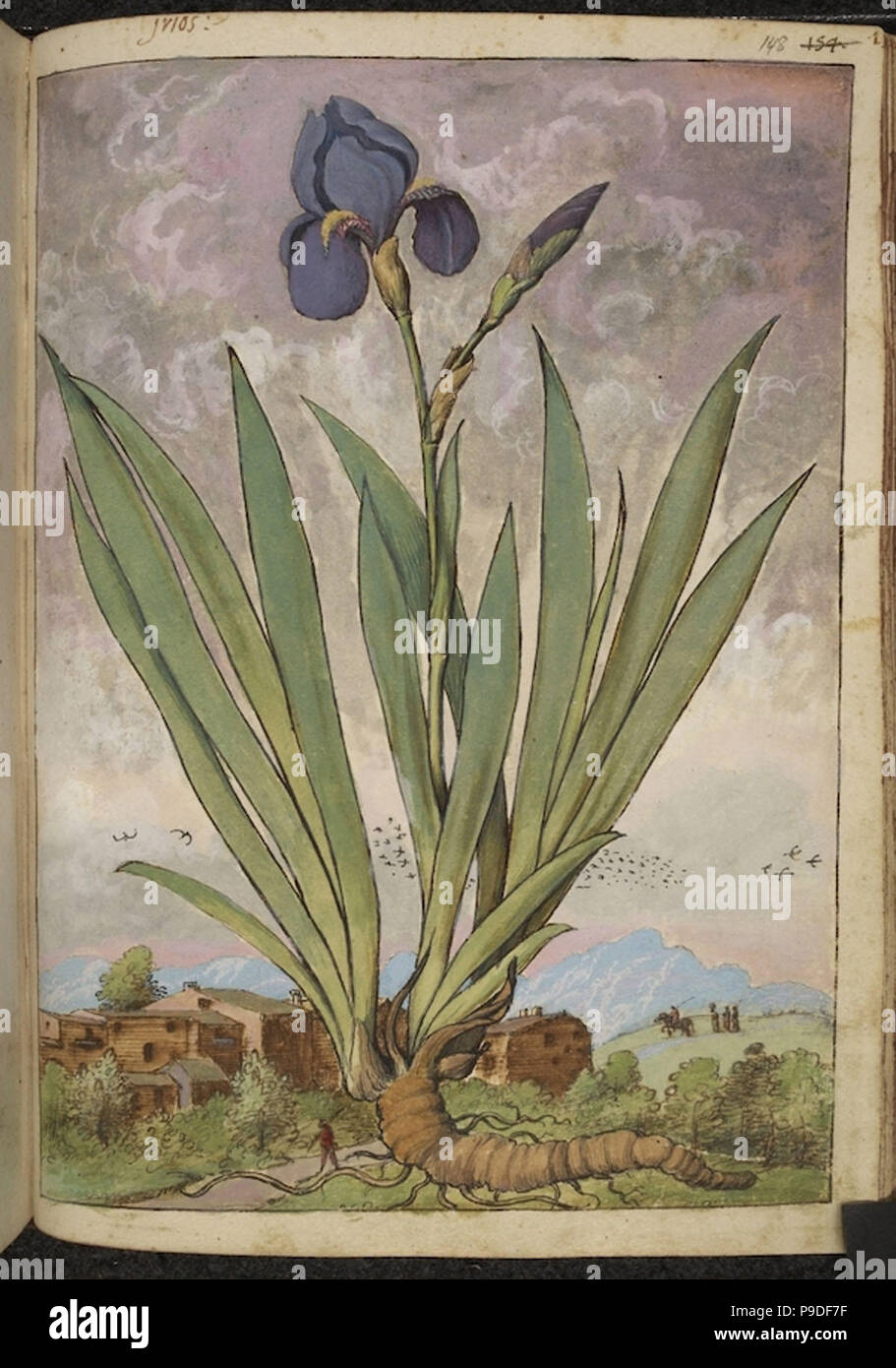 medieval plants and flora illustration Stock Photo - Alamy