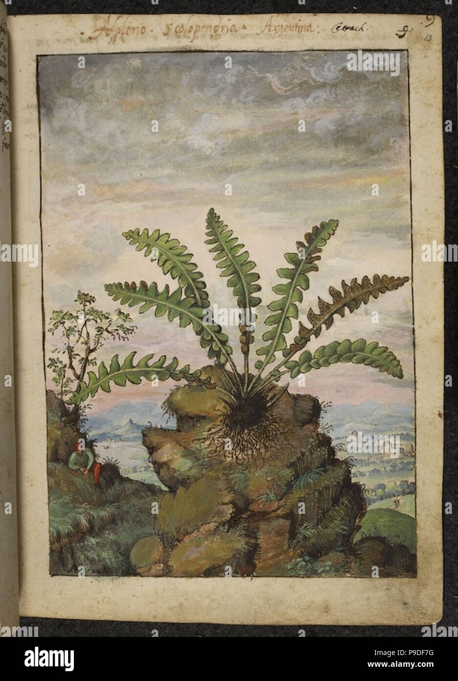 medieval plants and flora illustration Stock Photo - Alamy