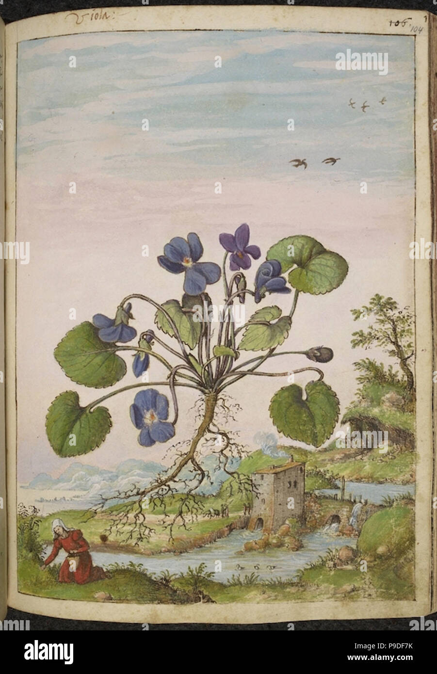 medieval plants and flora illustration Stock Photo - Alamy