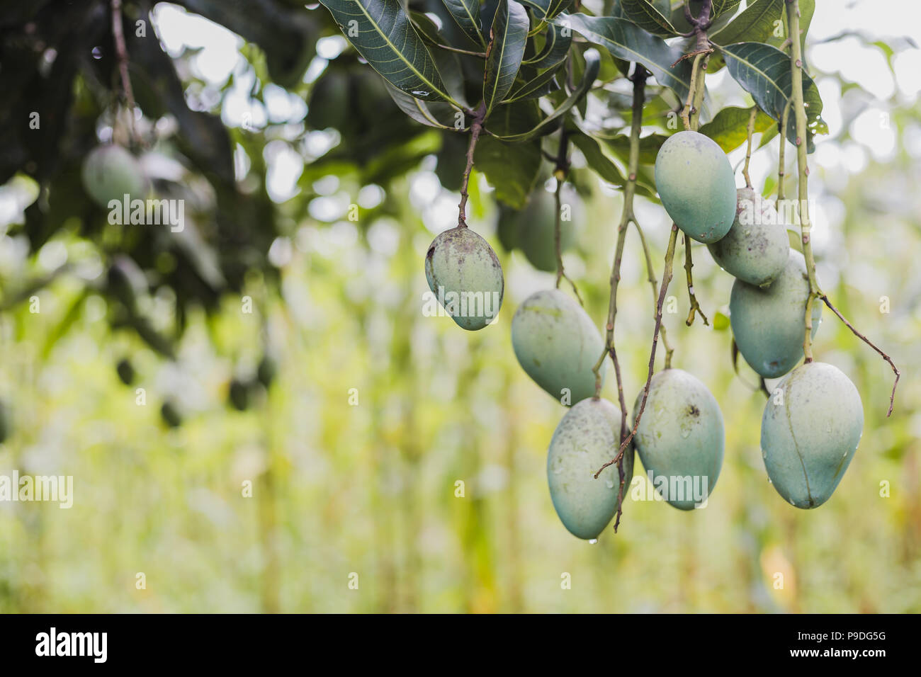 Closeup of green mango hanging in the Himalayas ,mango field,mango farm ...