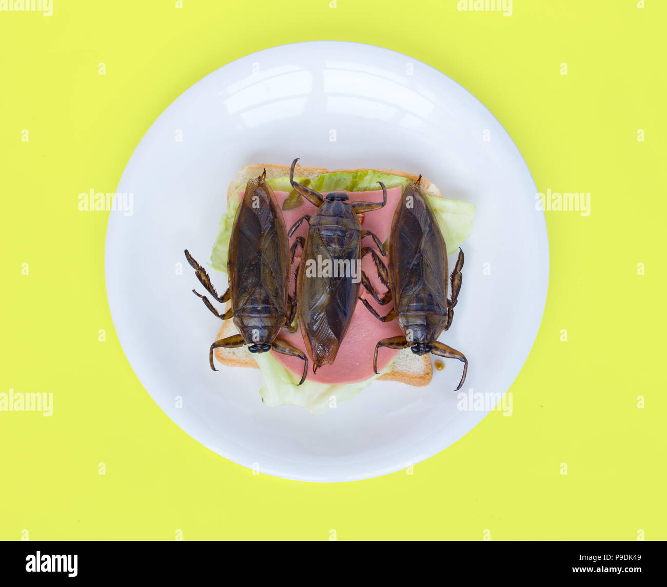Giant water bug dish hi-res stock photography and images - Alamy