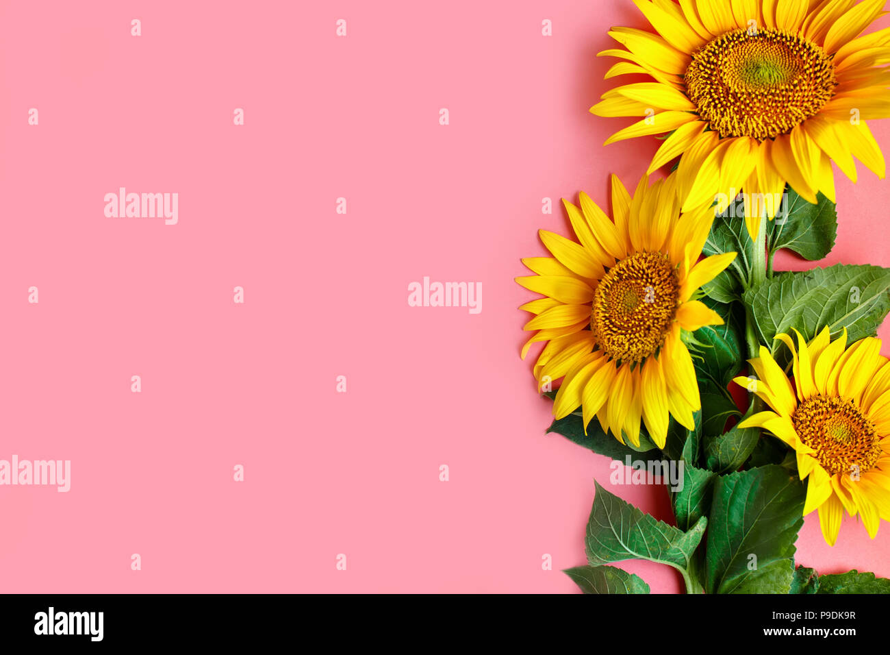 Sunflower pink background hi-res stock photography and images - Alamy
